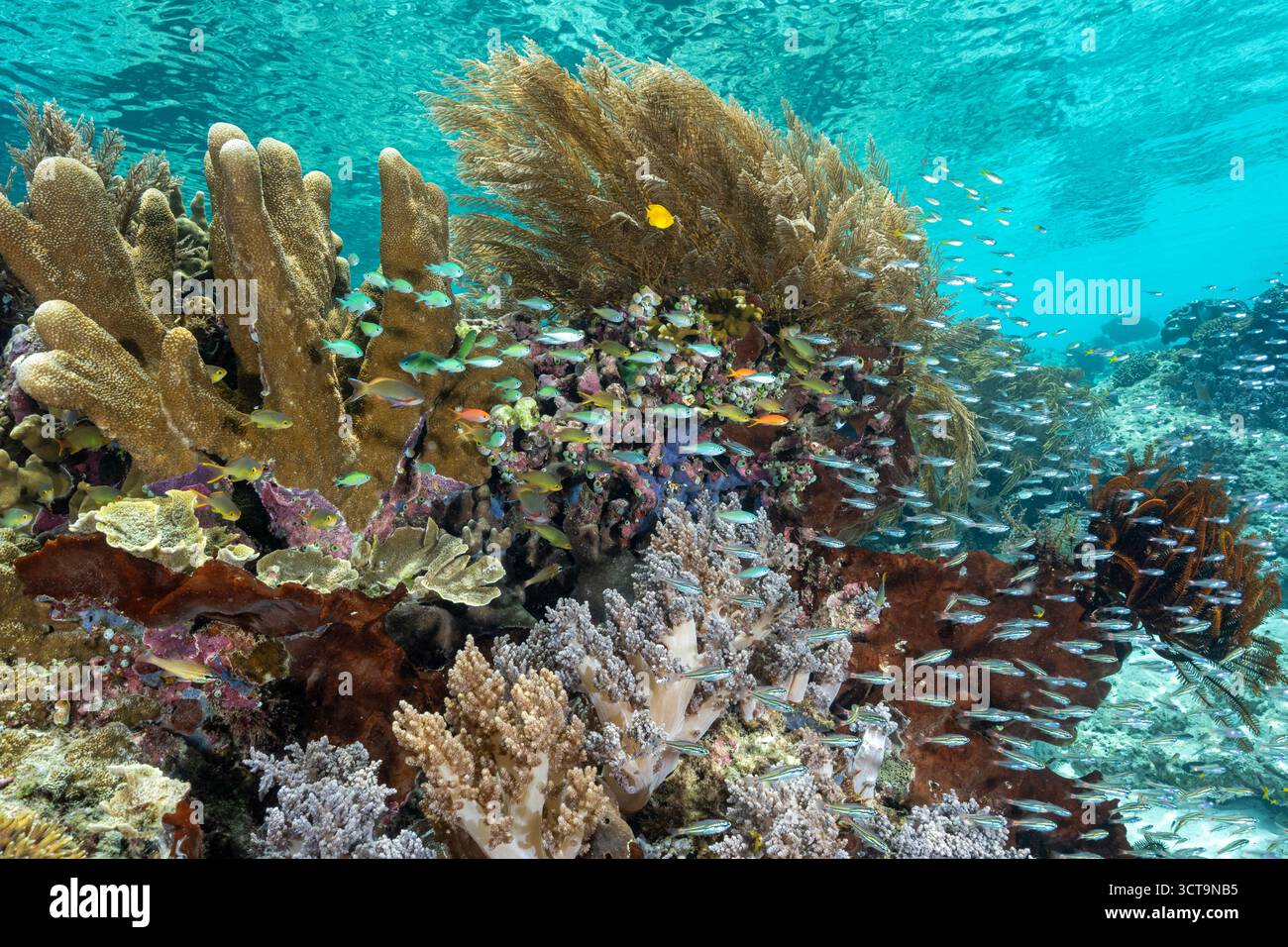 Colorful reef scenic with damsels, anthias and cardinalfishes, Dampier ...