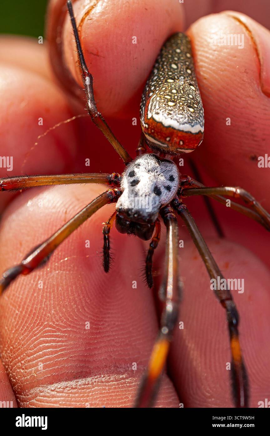 Mangrove spider at the Tecolutla River, Veracruz, Mexico Stock Photo ...