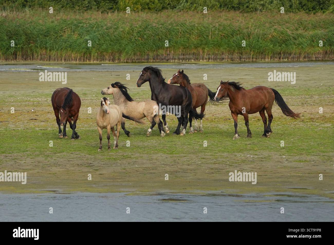 Garding, Germany. 15th Sep, 2025. 15.09.2025, Garding. A group of ...