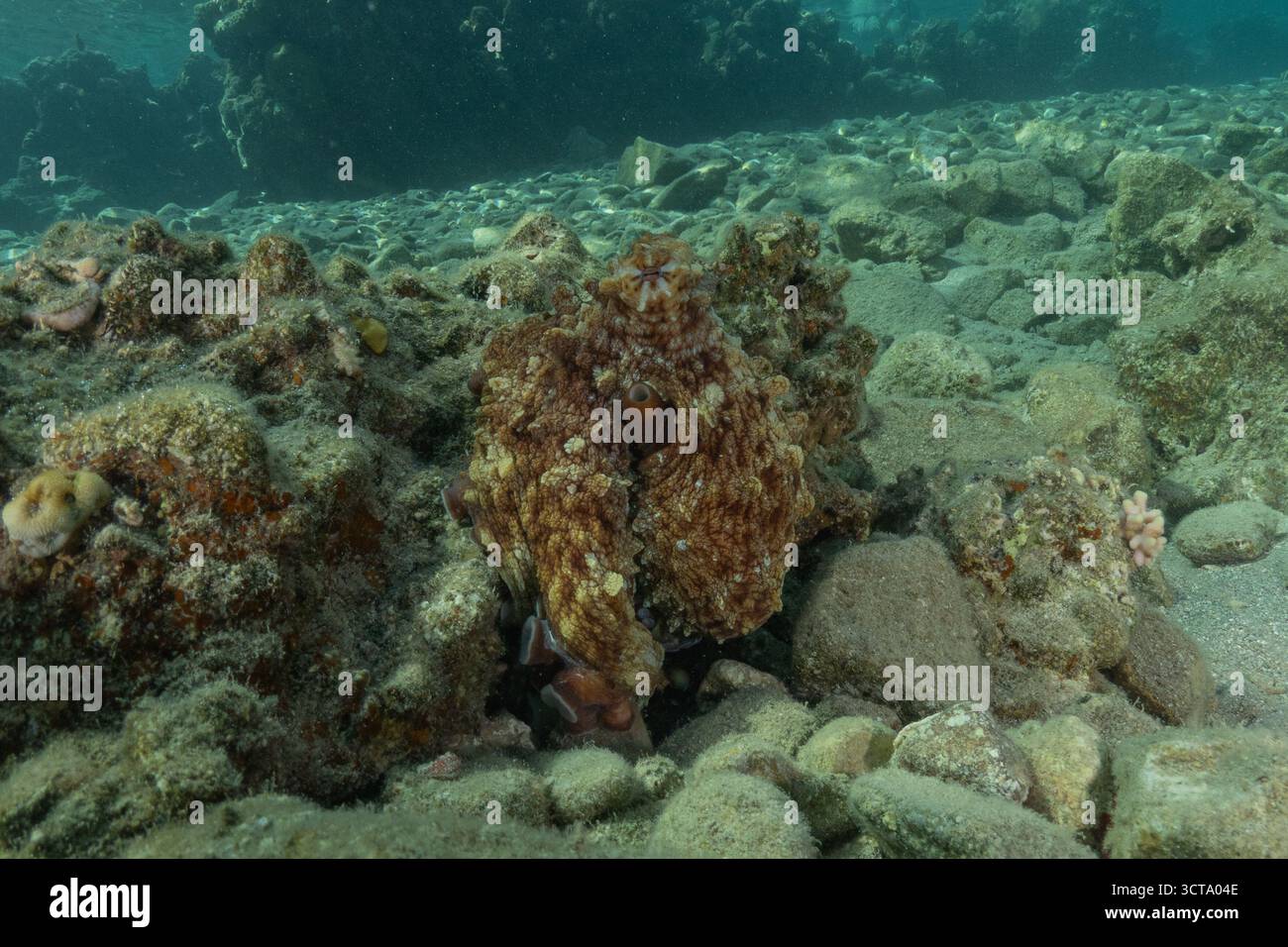 Octopus king of camouflage in the Red Sea, Eilat Israel Stock Photo - Alamy