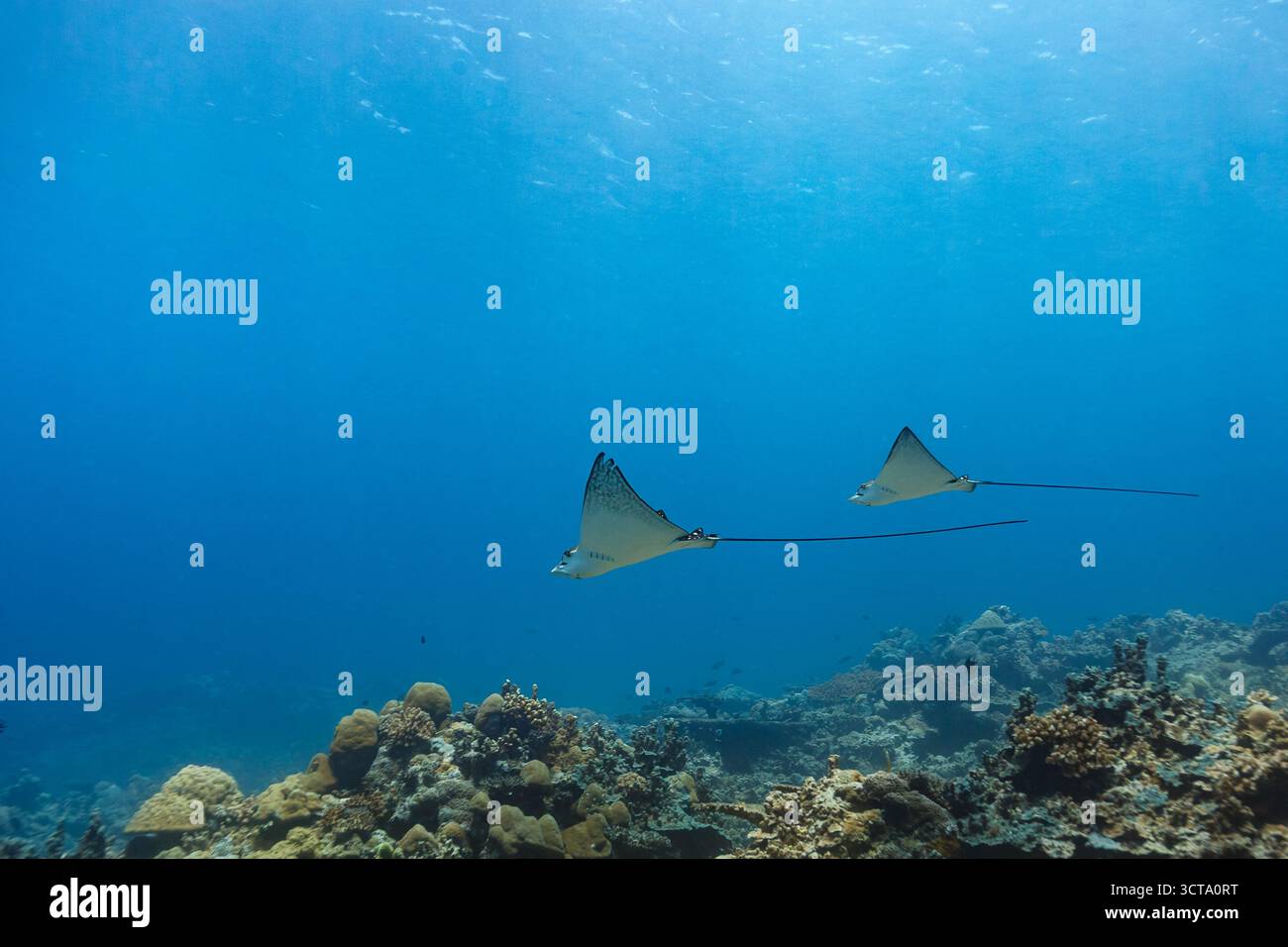 Two spotted eagle rays swim over a coral reef in the ocean Stock Photo ...