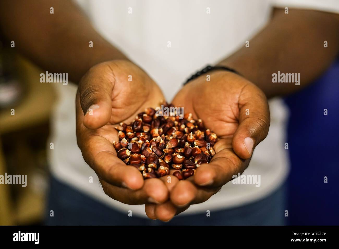 October 2, 2025, Nakuru, Kenya: A member of staff holds samples of ...