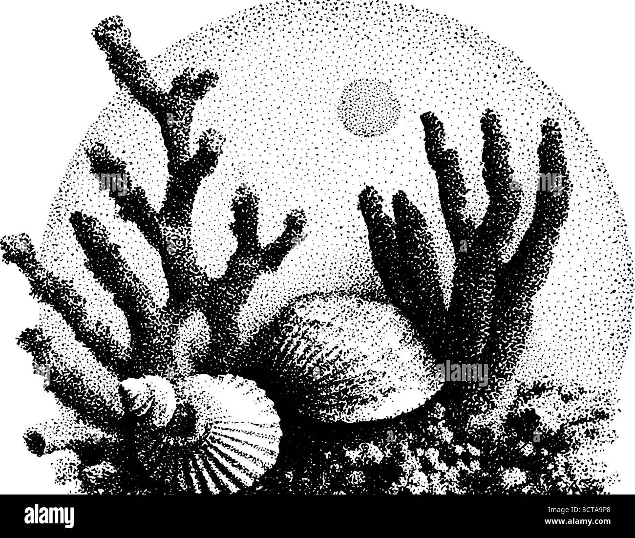 Half underwater coral Black and White Stock Photos & Images - Alamy