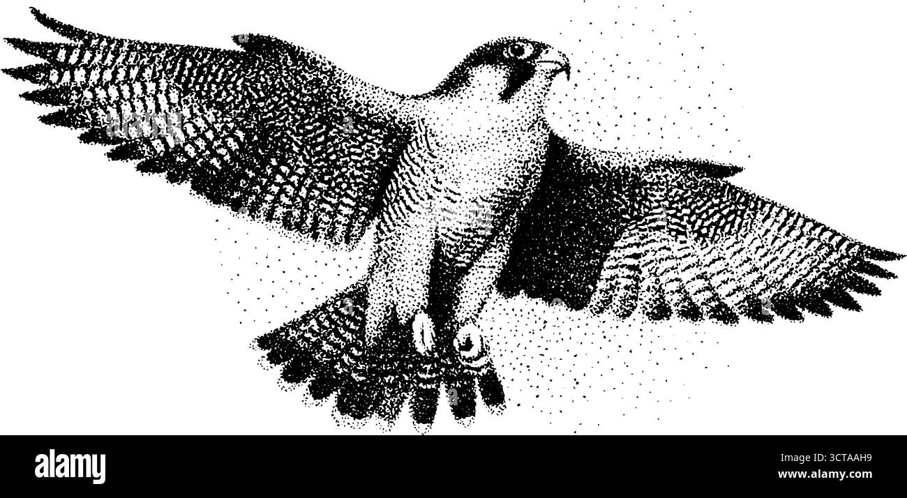 Horus falcon in intricate Stock Vector Images - Alamy