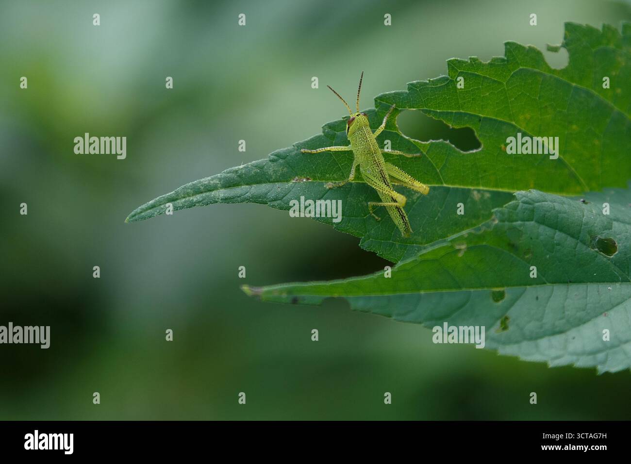 Patanga japonica grasshoppers hi-res stock photography and images - Alamy