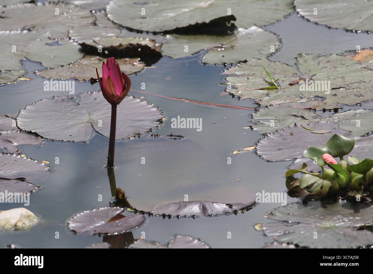 Pink Water Lily Bloom in Pond, Pacific Adventist University PNG Stock ...