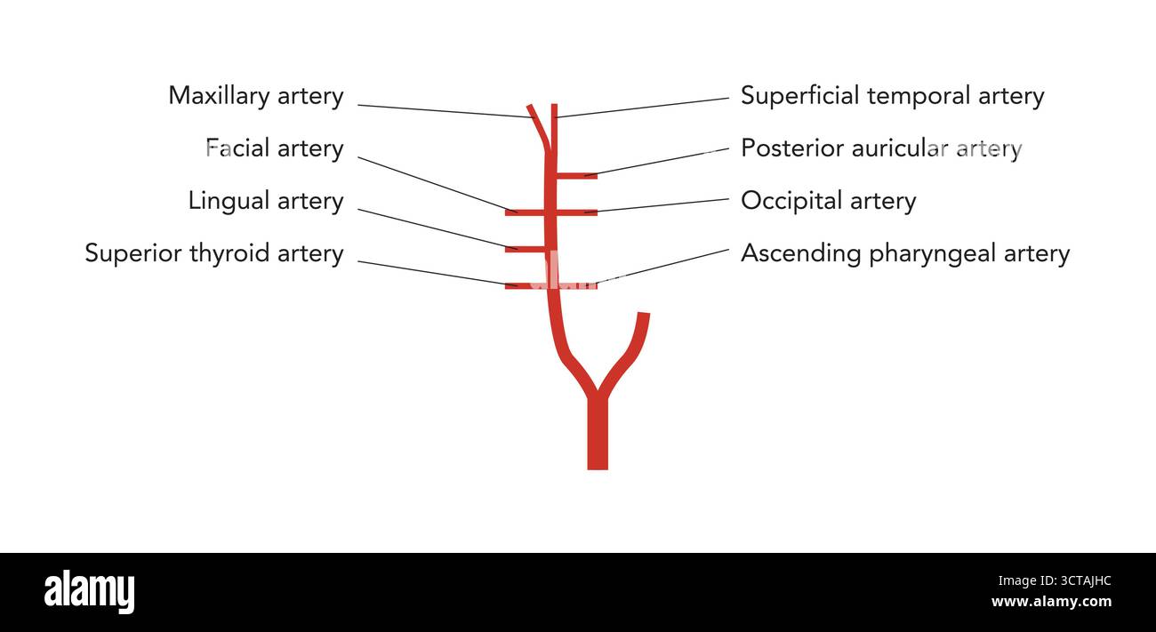 Human head arteries medical diagram, external carotid system branching ...