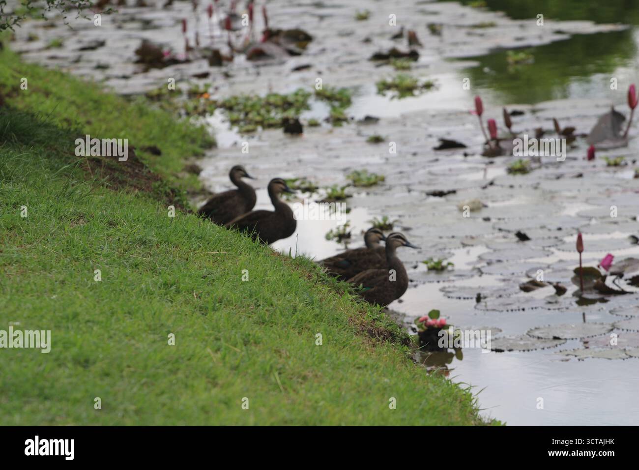 A waddling of Pacific Black Ducks resting by a lily-covered pond at ...