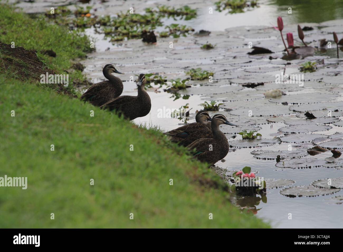 A waddling of Pacific Black Ducks resting by a lily-covered pond at ...