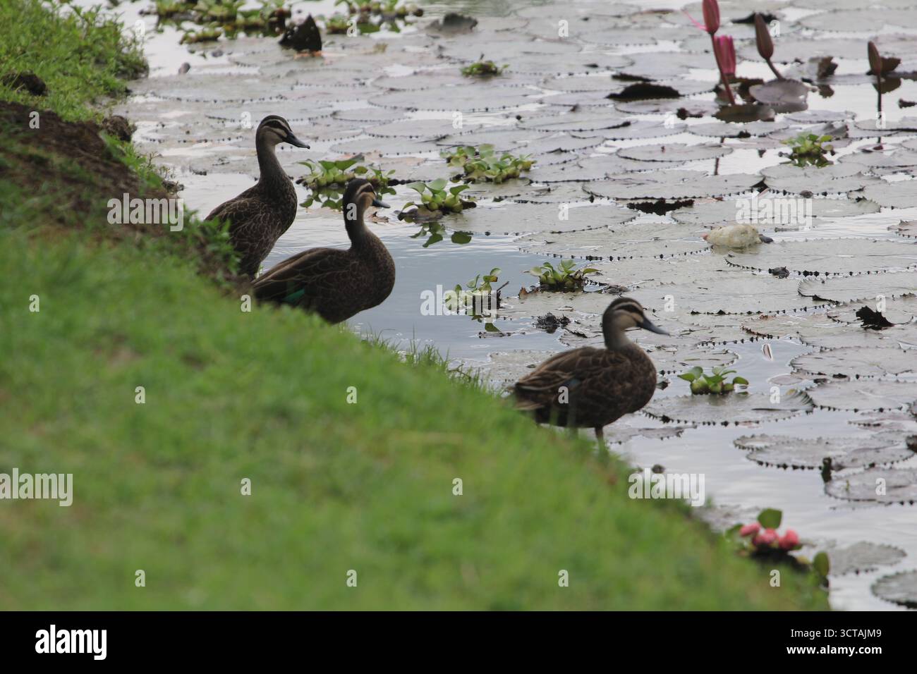 A waddling of Pacific Black Ducks resting by a lily-covered pond at ...