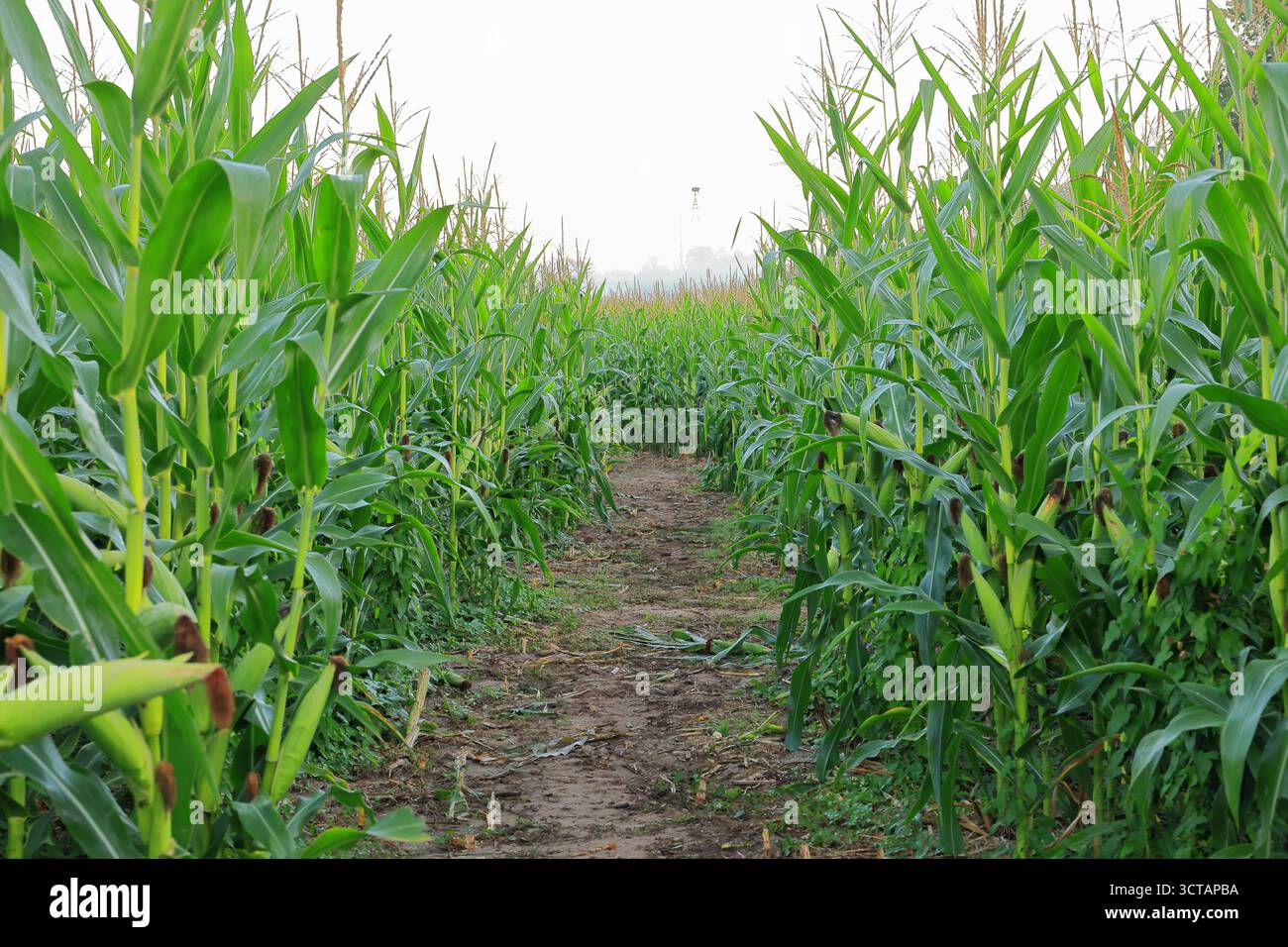 Corn maze for children and families to traverse and explore during the ...