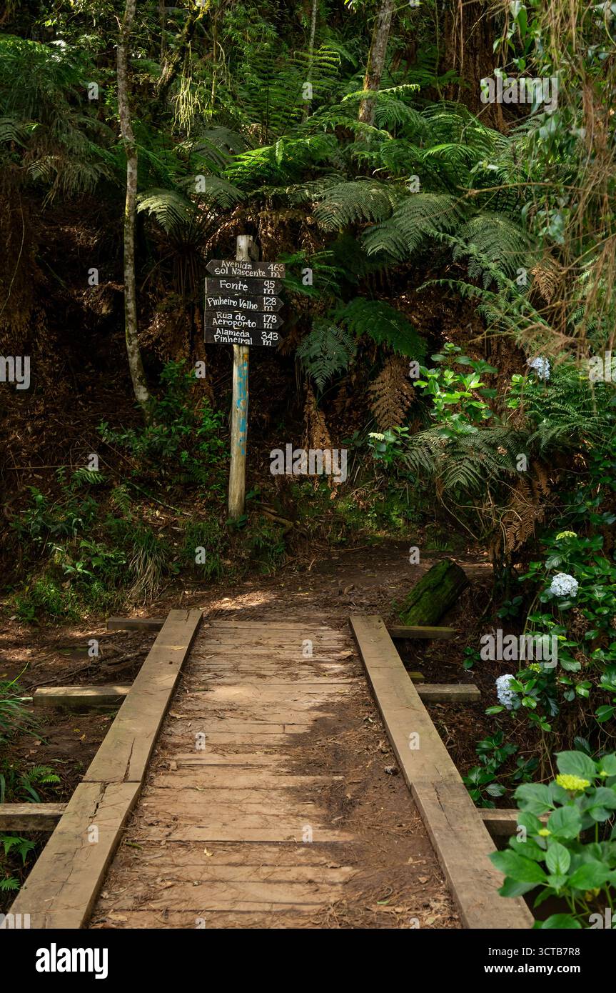 Wooden trail bridge leading to Pinheiro Velho trail with ferns ...