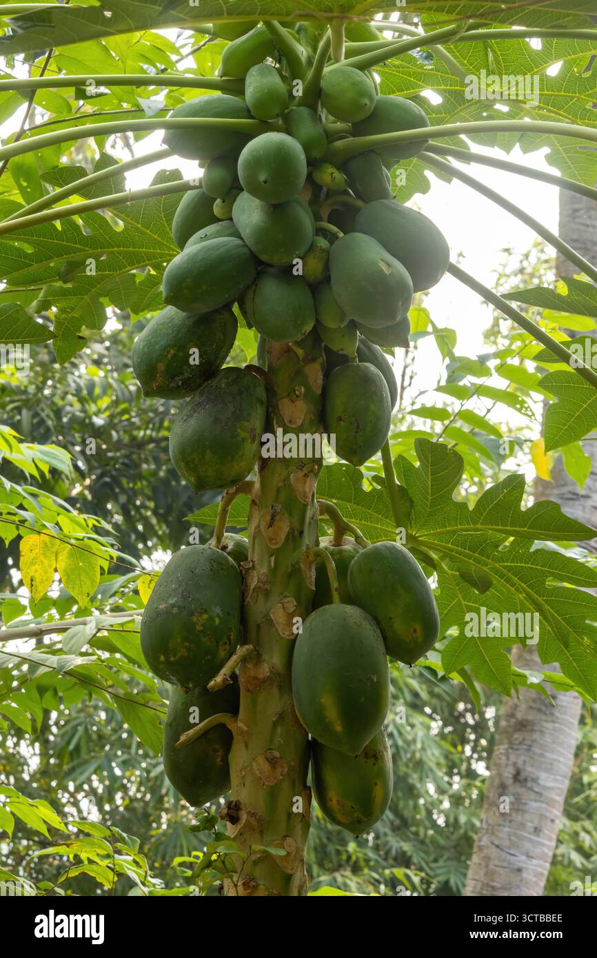 Close-up of many fresh green papaya fruits growing and hanging from a ...