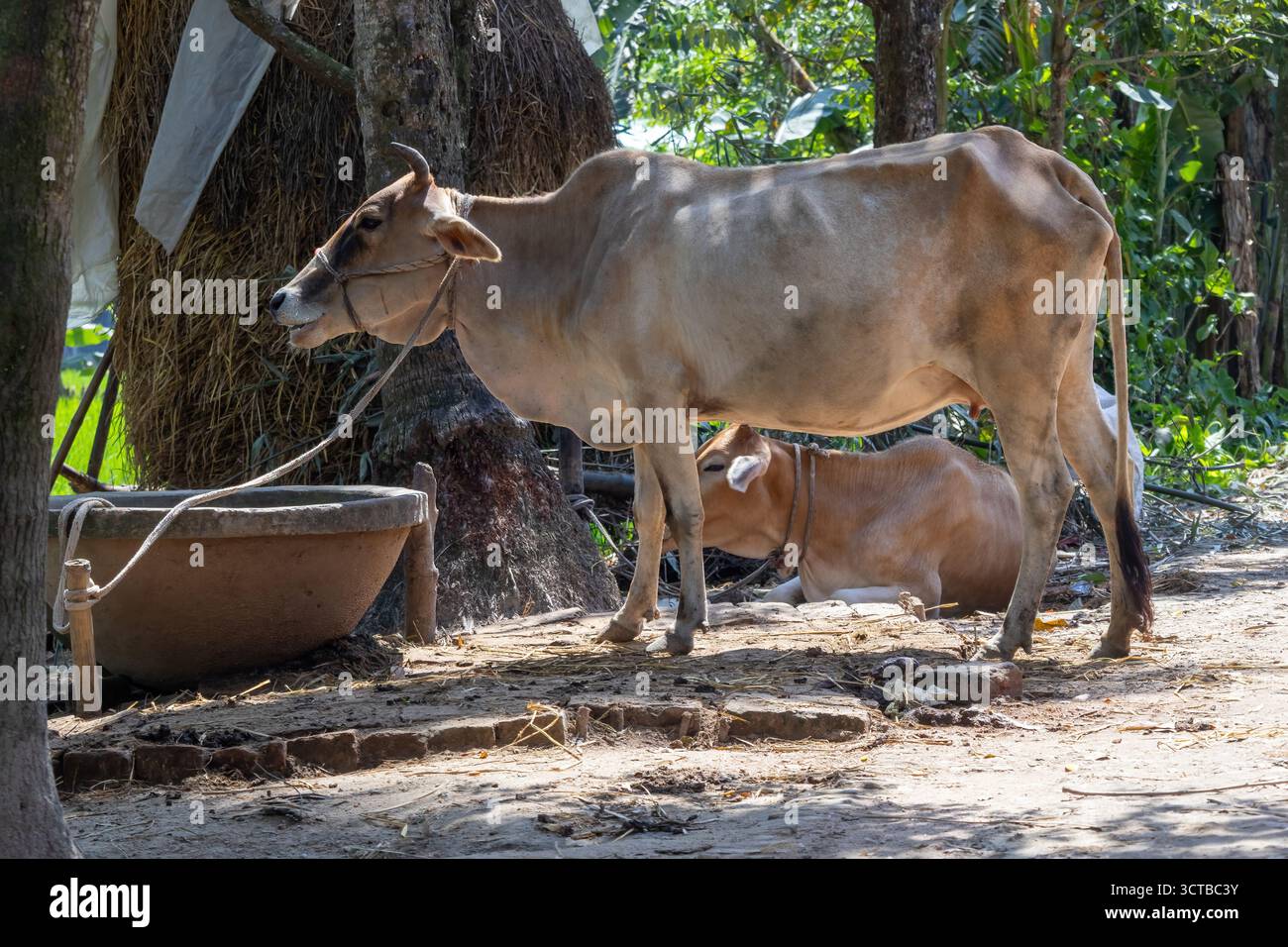 Domestic cow eating feed from a concrete trough, tethered by a rural ...