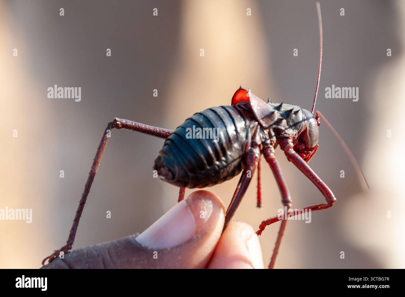 Detail of an African Armoured cricket -Acanthoplus discoidalis- neat ...