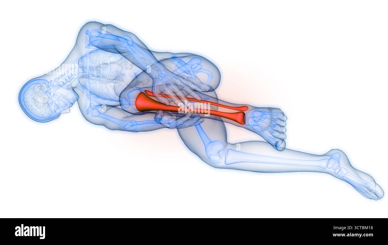 Human Skeleton System Tibia and Fibula Bone Joints Anatomy Stock Photo ...