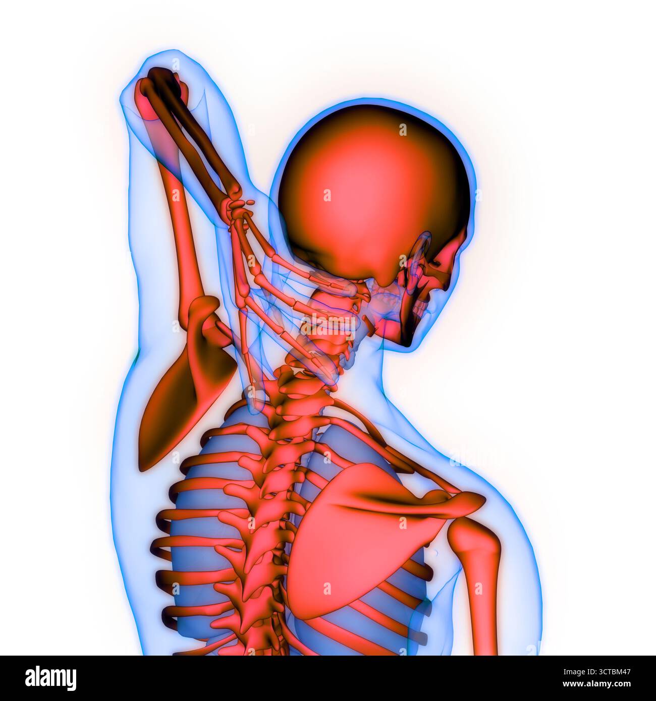 Human Body Suffering with Backpain Anatomy Stock Photo - Alamy