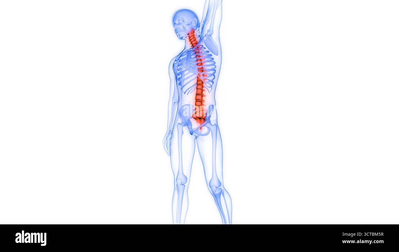 Arm muscles human body Cut Out Stock Images & Pictures - Alamy