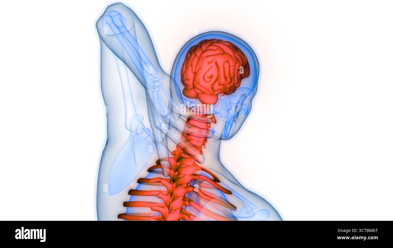 Human Body Suffering with Backpain Anatomy Stock Photo - Alamy