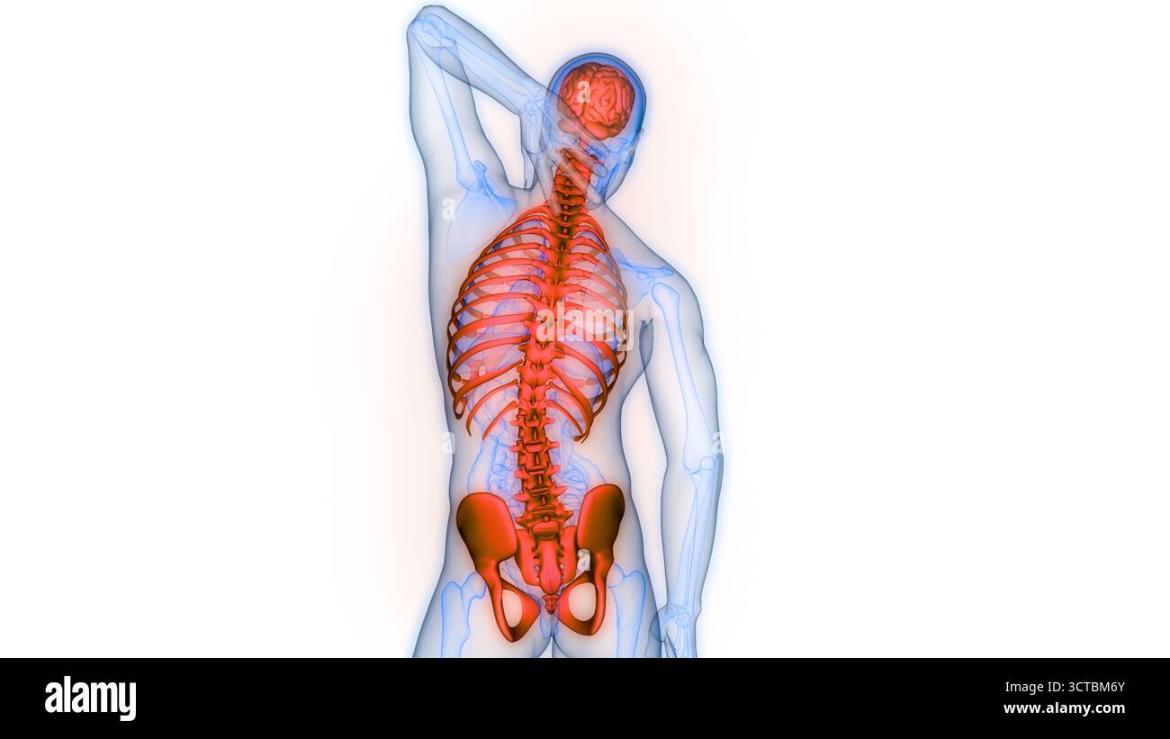 Human Body Suffering with Backpain Anatomy Stock Photo - Alamy