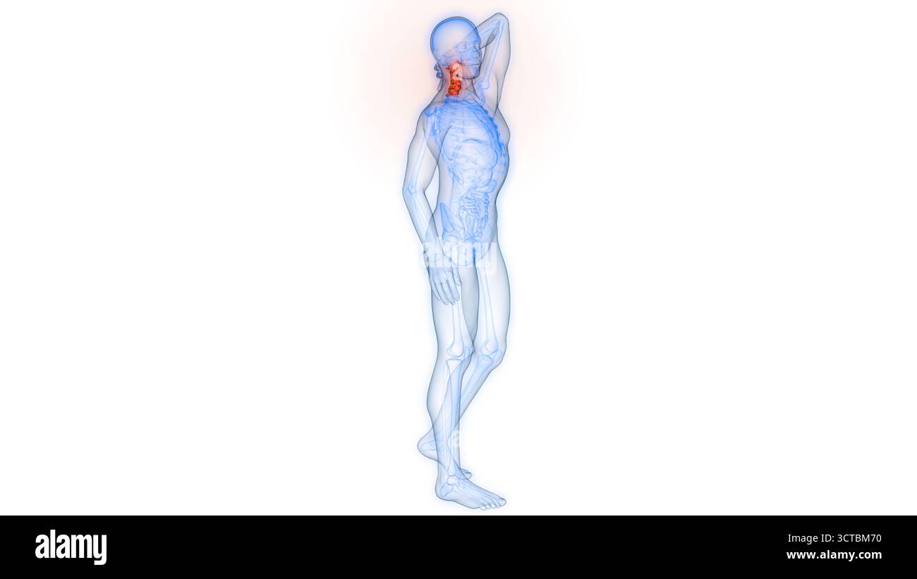 Human Body Suffering with Backpain Anatomy Stock Photo - Alamy