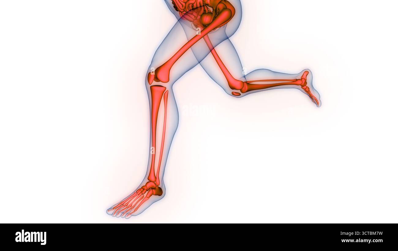 Human Skeleton System Lower Limb Bone Joints Anatomy Stock Photo - Alamy