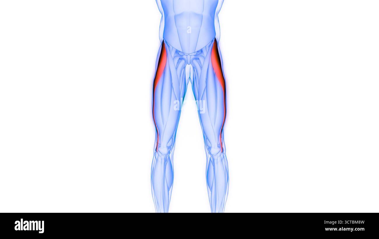 Human Muscular System Leg Muscles Tensor Fasciae Latae Muscles Anatomy ...