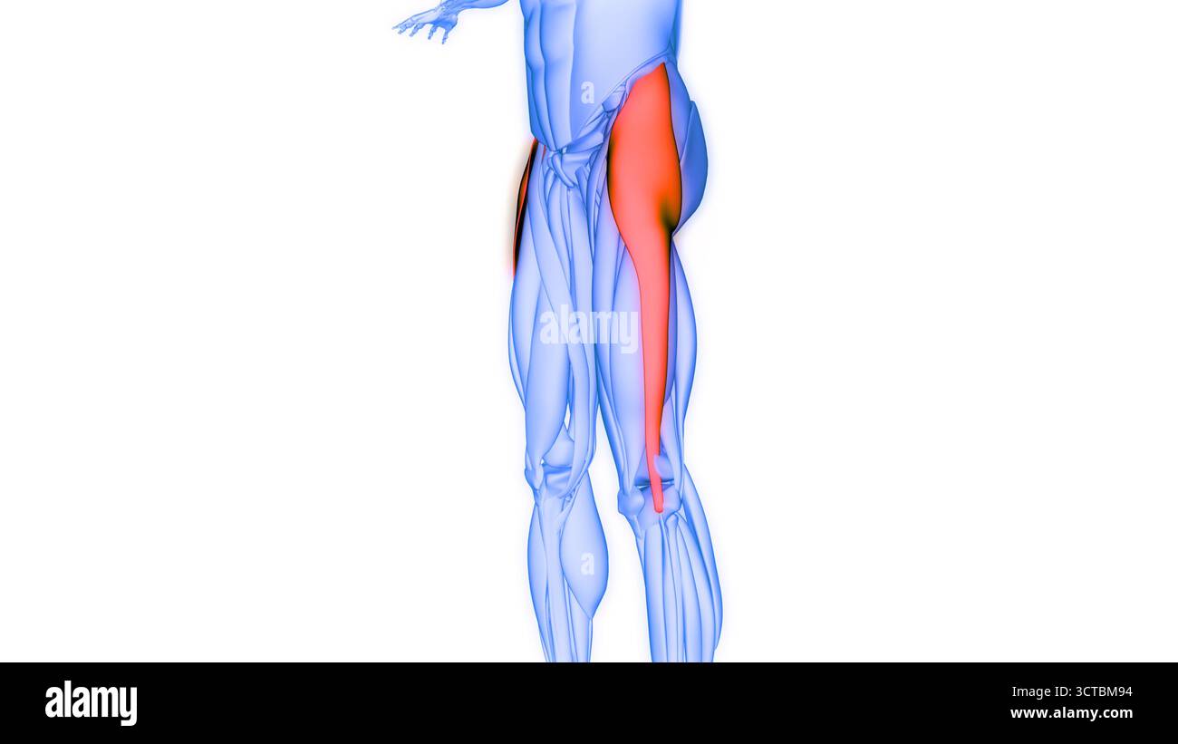 Human Muscular System Leg Muscles Tensor Fasciae Latae Muscles Anatomy ...