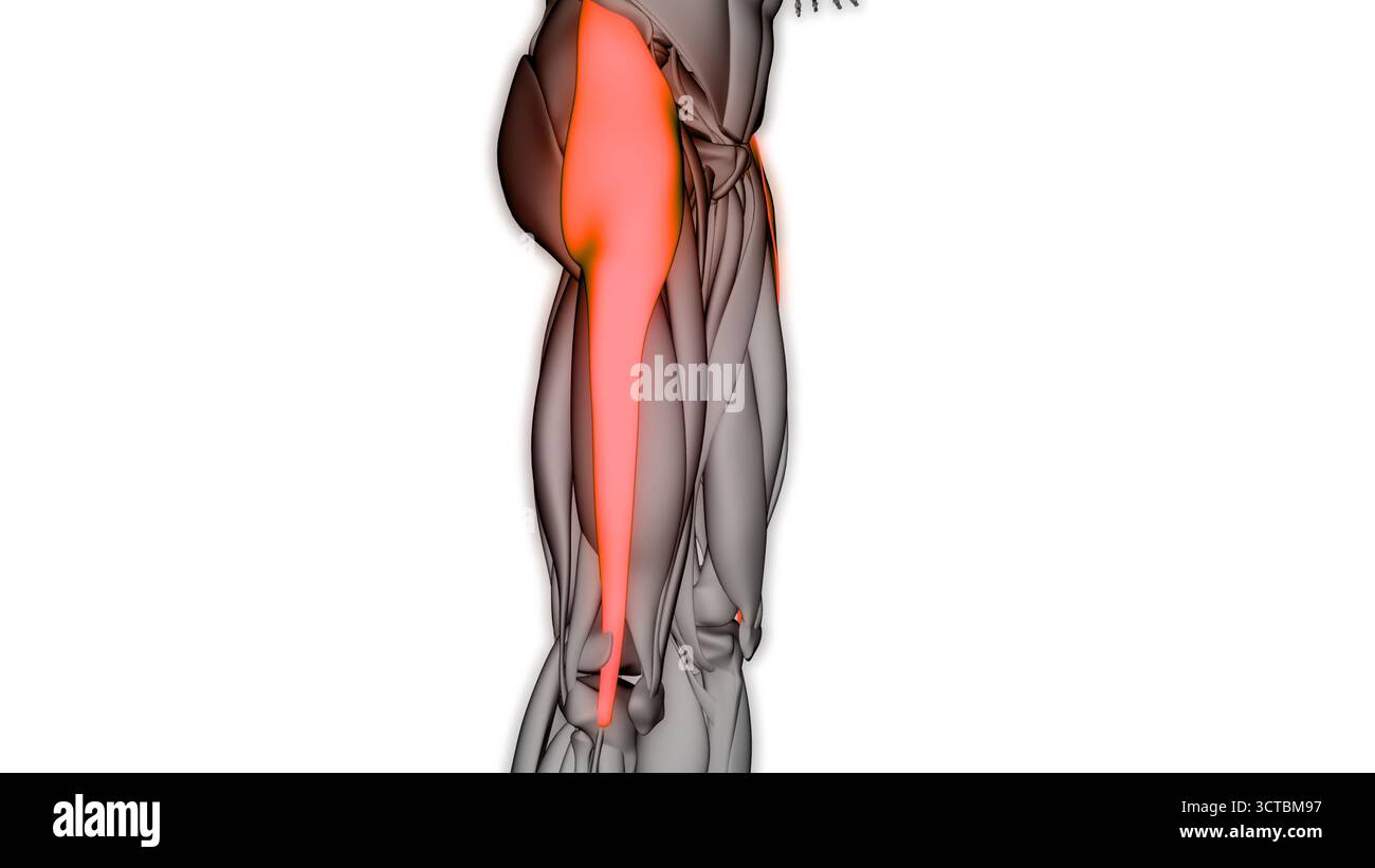 Human Muscular System Leg Muscles Tensor Fasciae Latae Muscles Anatomy ...