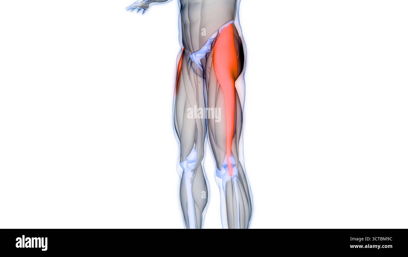 Human Muscular System Leg Muscles Tensor Fasciae Latae Muscles Anatomy ...