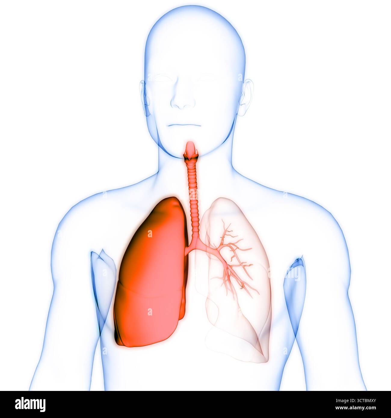 Human Respiratory System Lungs Anatomy Stock Photo - Alamy