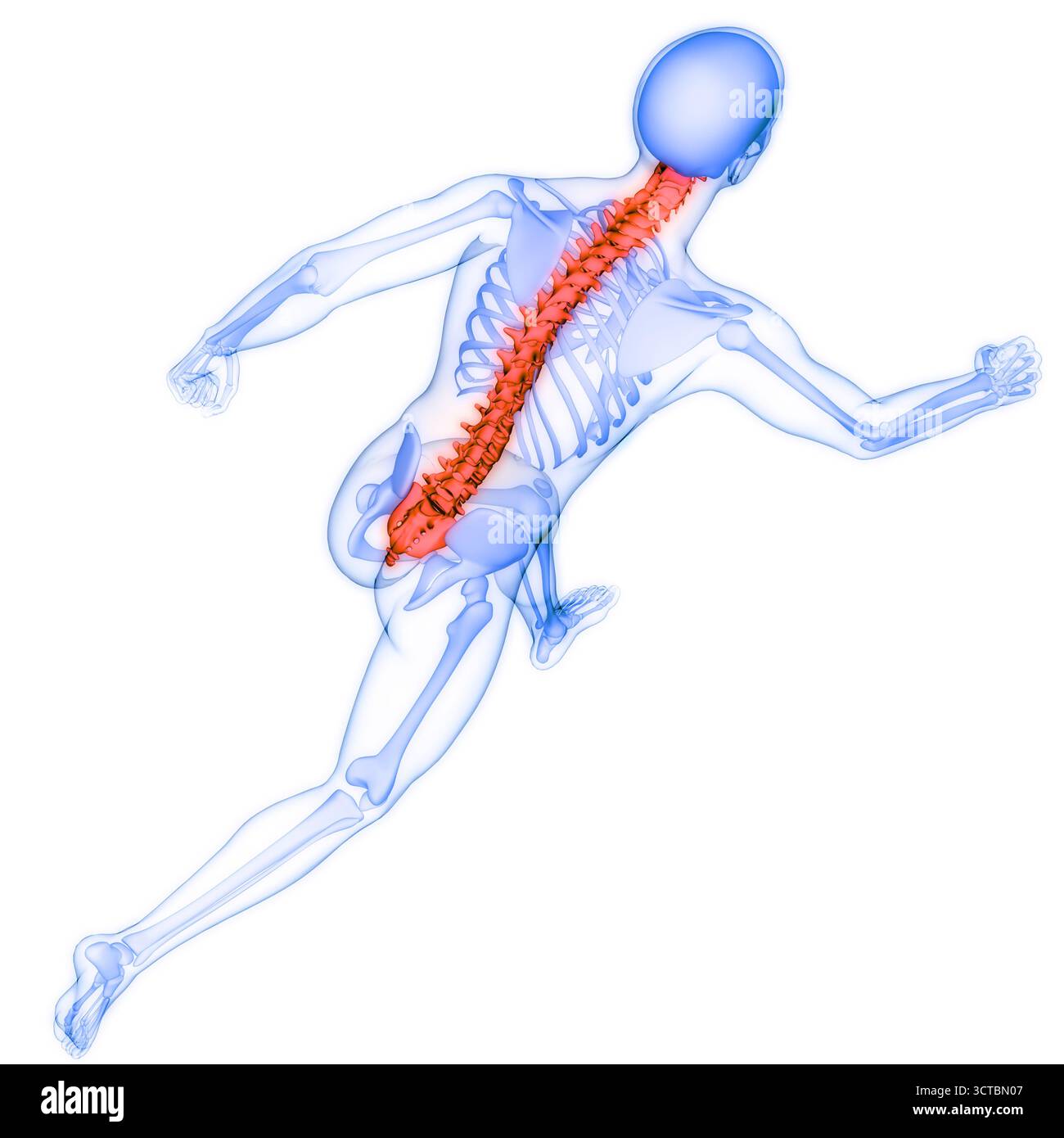 Spinal Cord Vertebral Column of Human Skeleton System Anatomy Stock ...