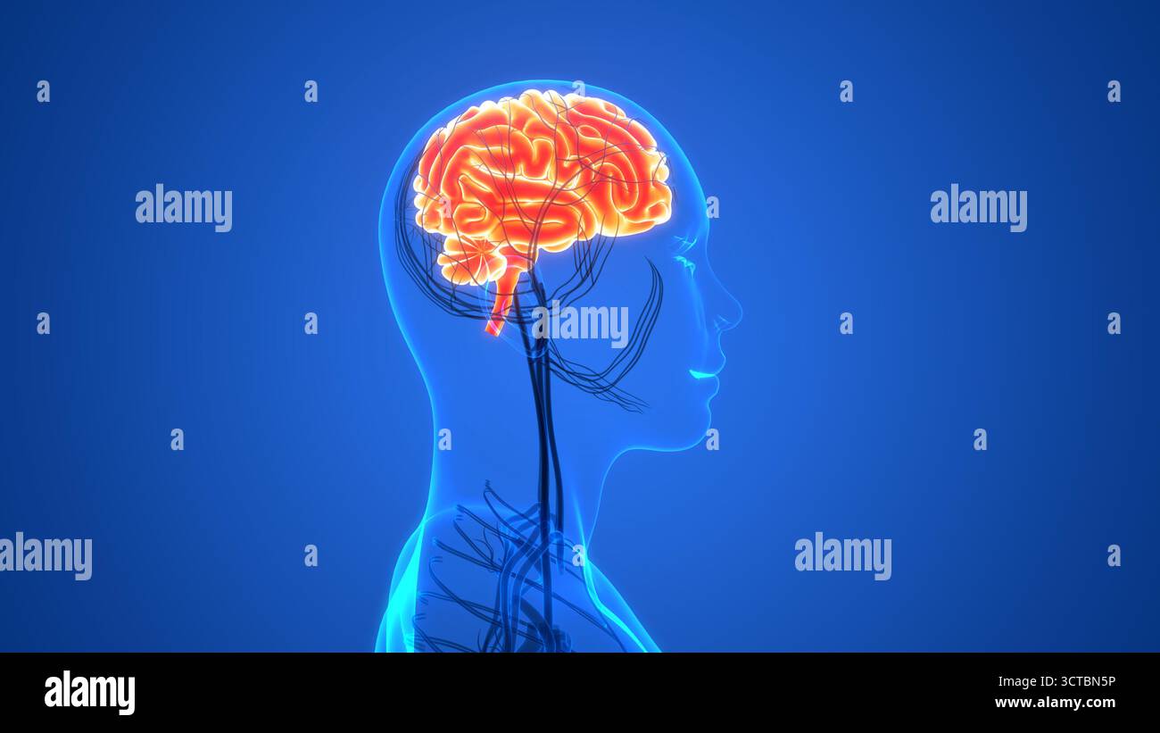 Central Organ of Human Nervous System Brain Anatomy Stock Photo - Alamy