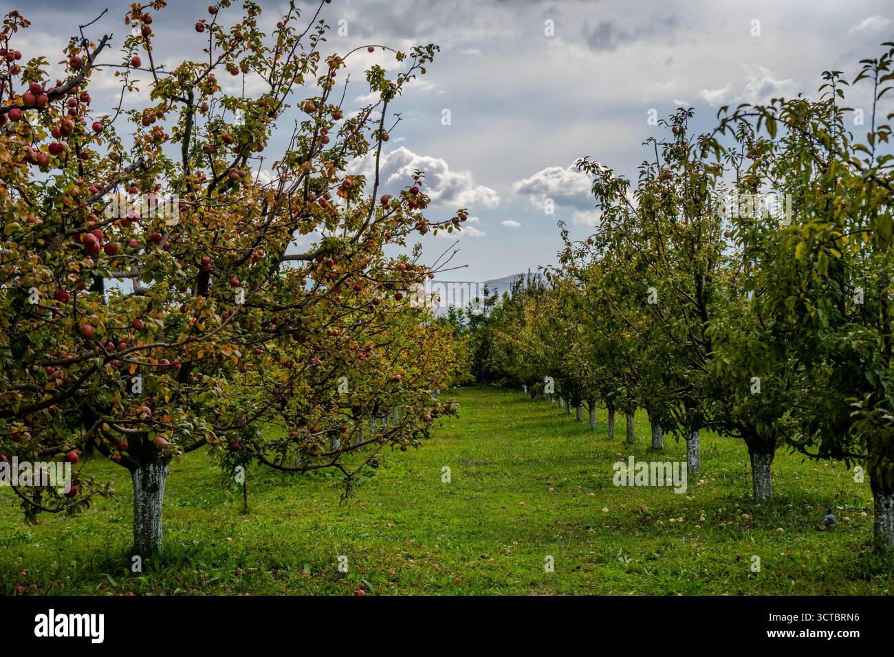 Rows apple trees heavy hi-res stock photography and images - Alamy