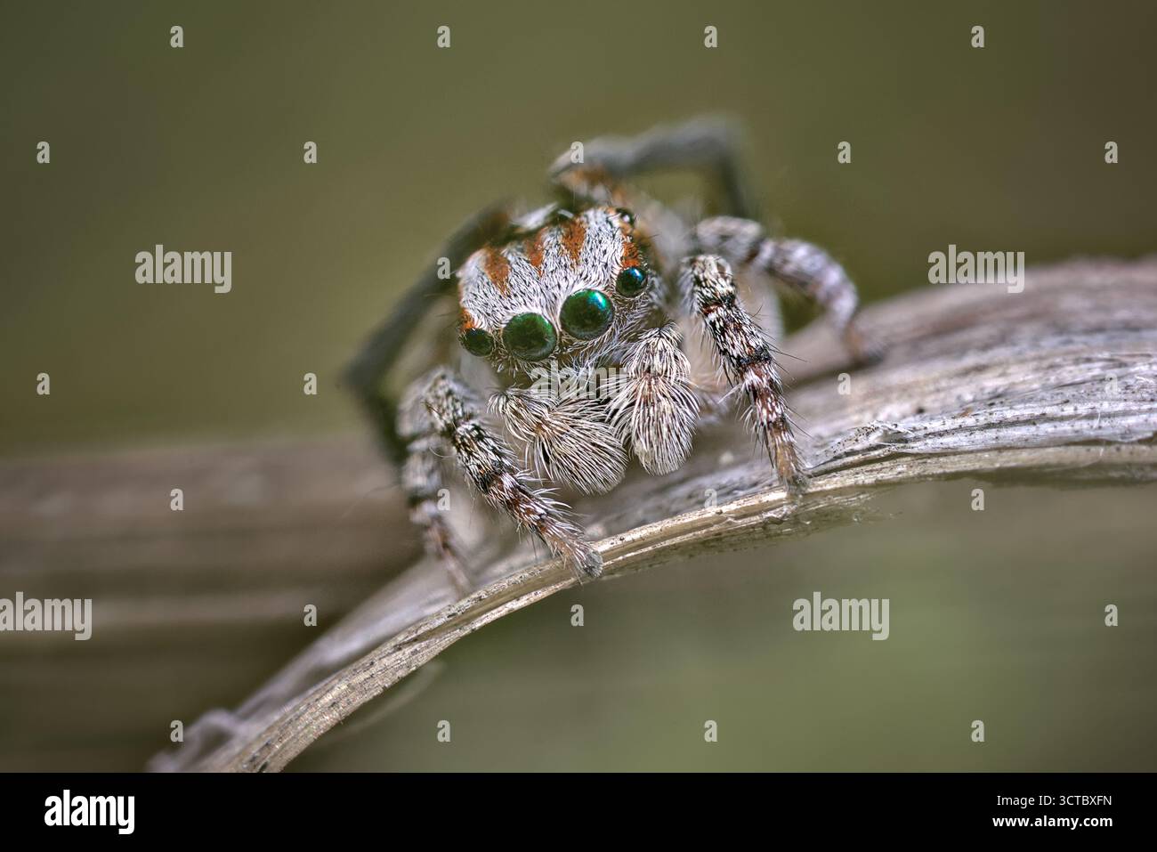 Maratus tessellatus hi-res stock photography and images - Alamy