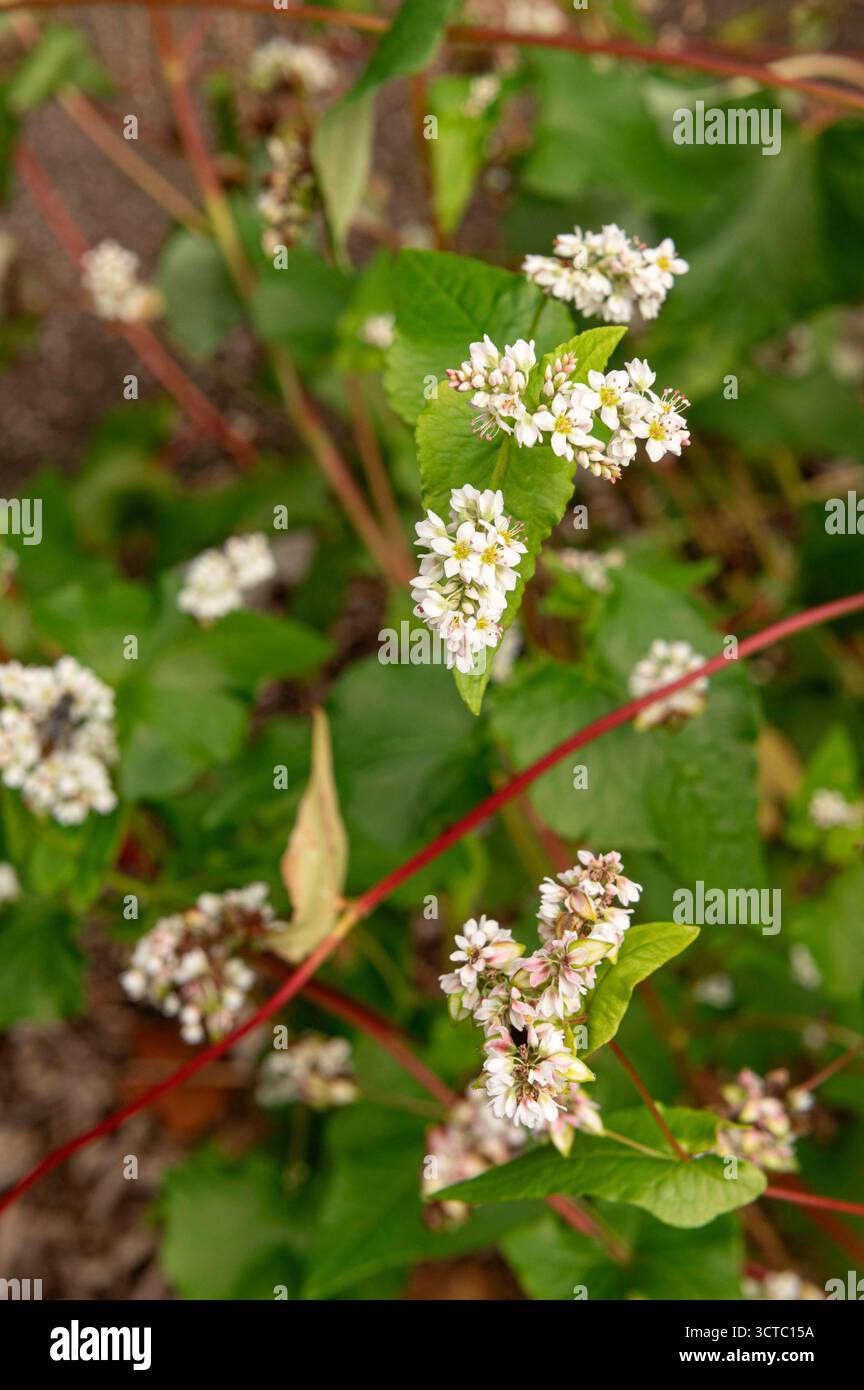 Fagopyrum esculentum common buckwheat , plant, portrait, selective ...