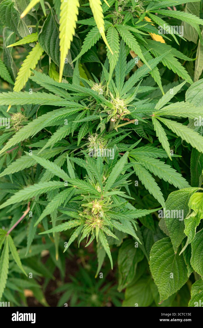 Cannabis Sativa plant, portrait, selective focus, september autumn ...