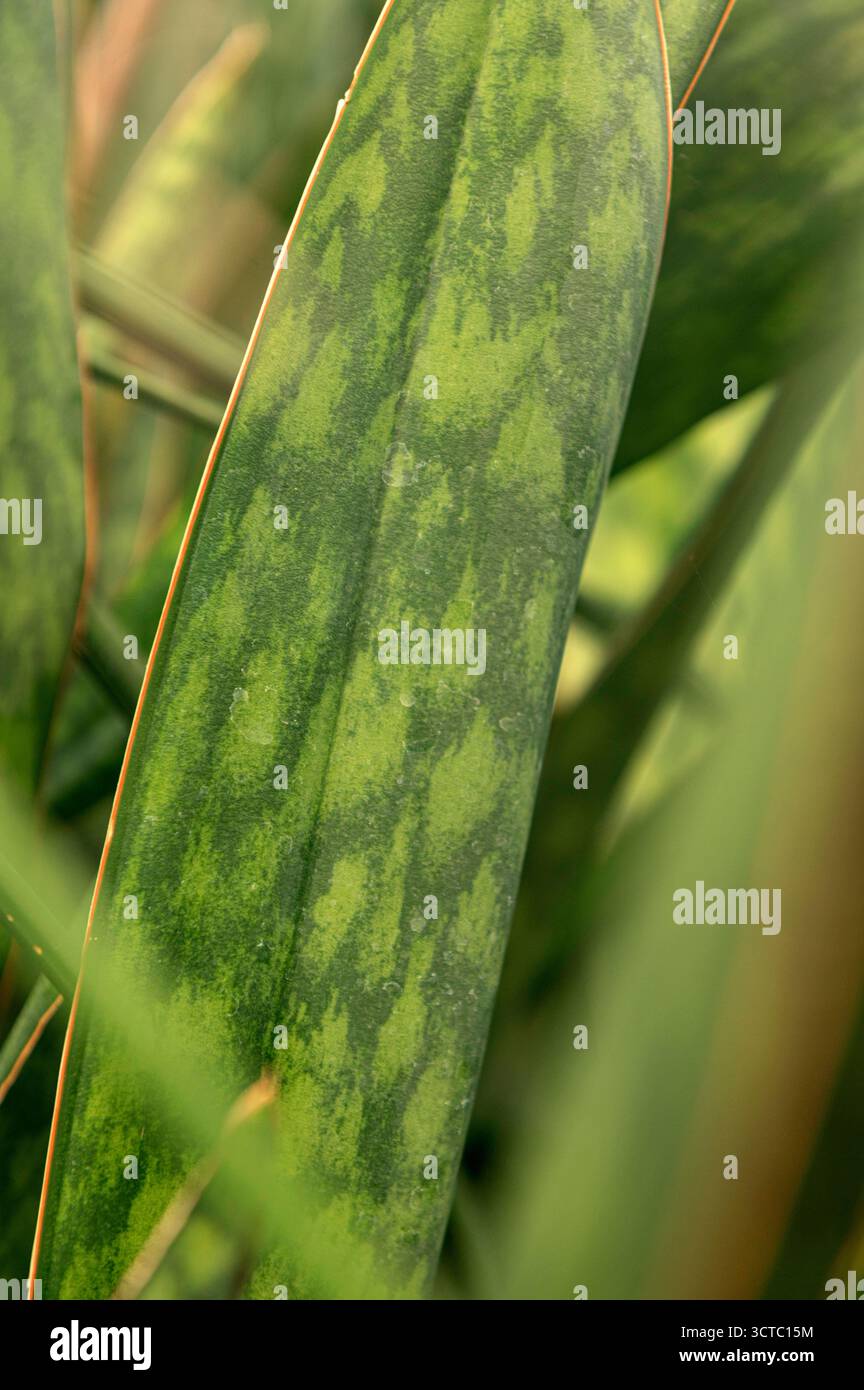 Sansevieria aka mother-in-law s tongue, devil s tongue, jinn s tongue ...