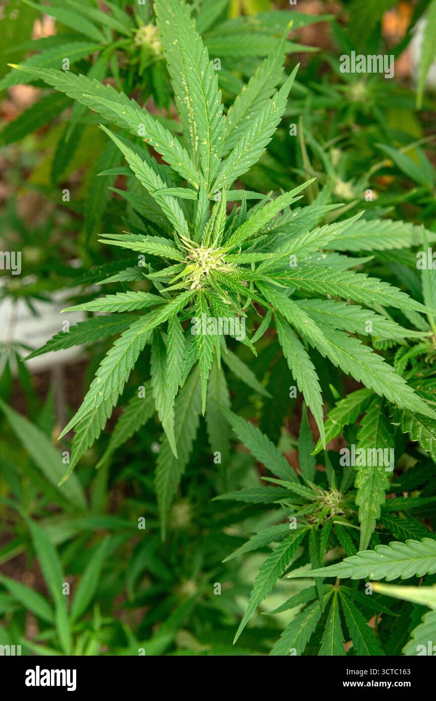 Cannabis Sativa plant, portrait, selective focus, september autumn ...