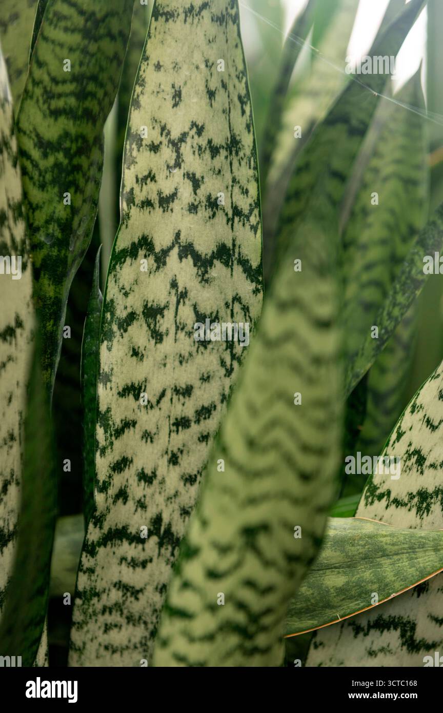 Sansevieria aka mother-in-law s tongue, devil s tongue, jinn s tongue ...