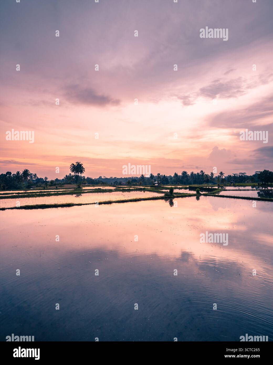 Aerial view of the tranquil rice terraces reflecting the pastel sunset ...