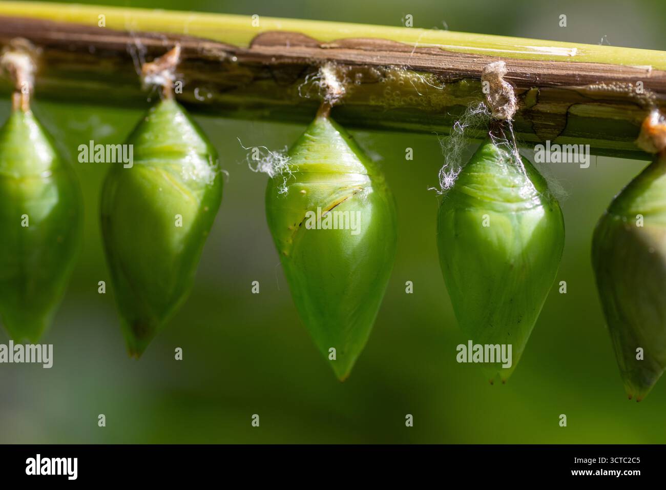 close up detail of pupae of Blue Morpho, Morpho peleides hanging from a ...