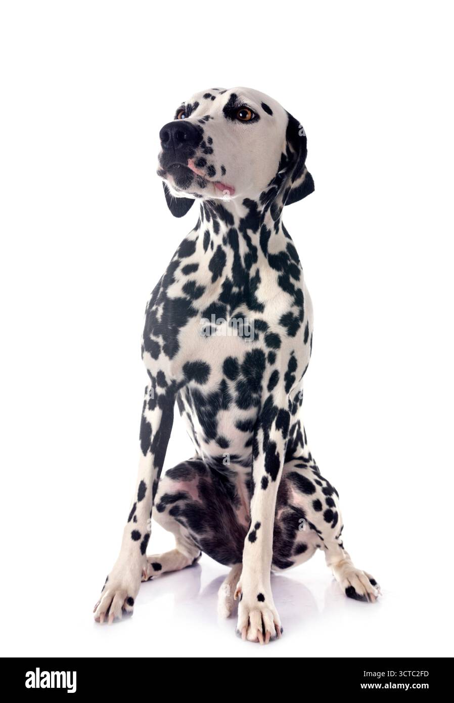puppy dalmatian in front of white background Stock Photo - Alamy