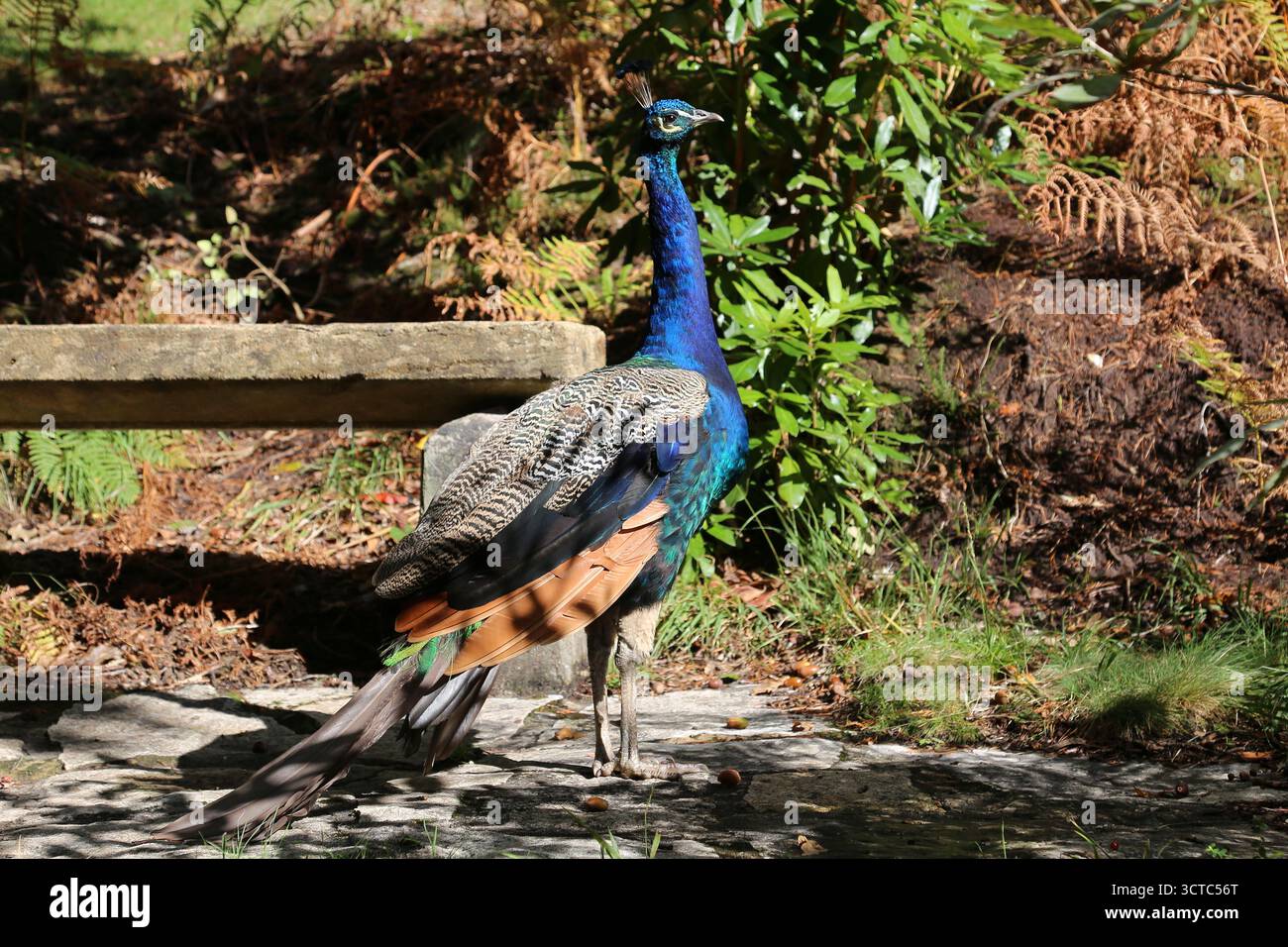 Indian (aka Blue) Peafowl, Blue Pool Nature Reserve, Furzebrook Estate ...