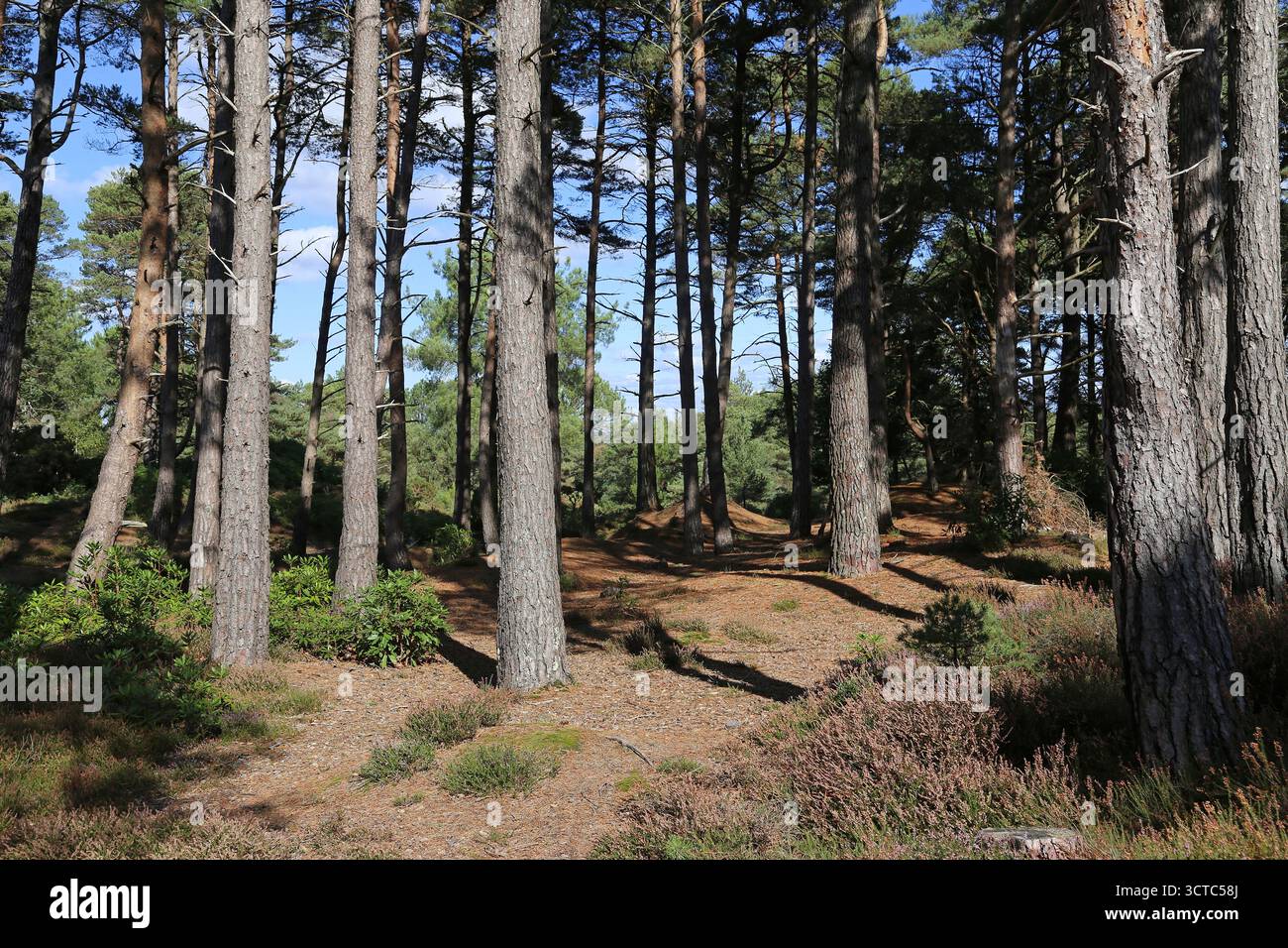 Blue Pool Nature Reserve, Furzebrook Estate, Furzebrook Road, Wareham ...