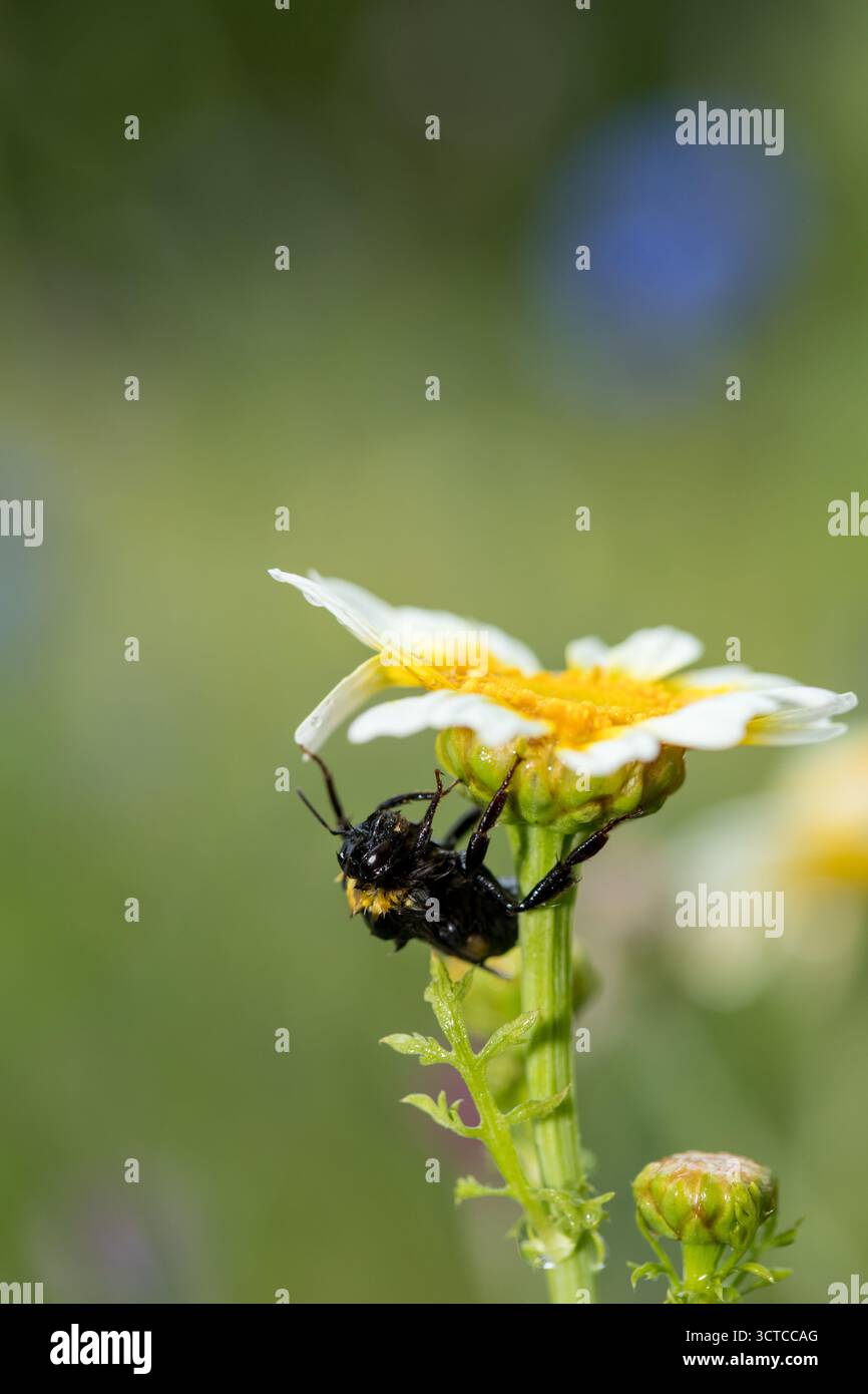 Bumble bee hiding underneath leaf in heavy rain macro, blurred ...