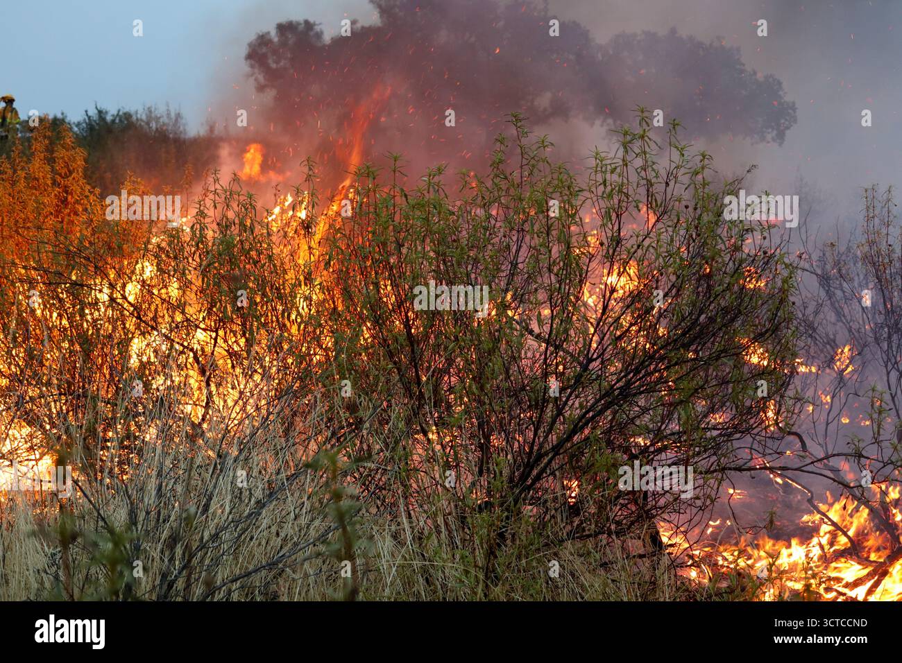 image of a forest fire burning vegetation Stock Photo - Alamy