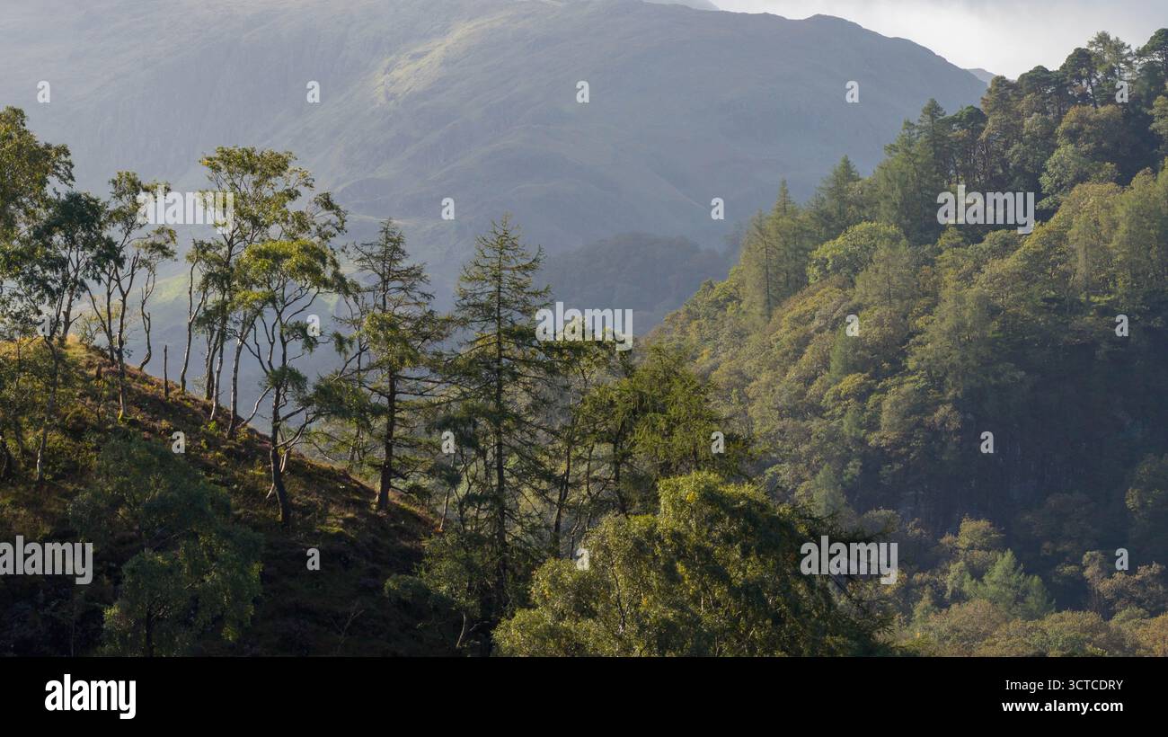 Hillside Forest in Borrowdale Valley Stock Photo - Alamy