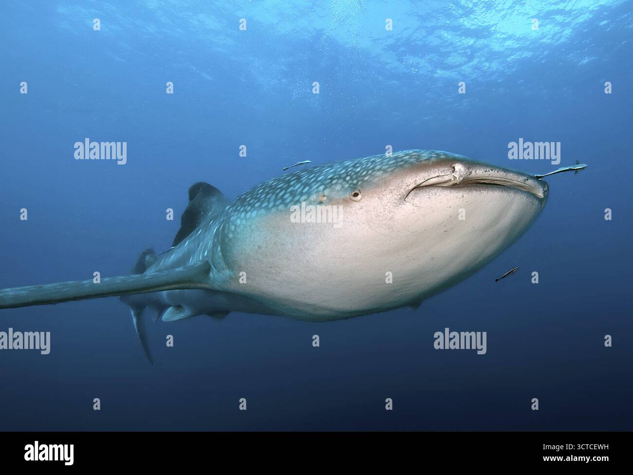 Plankton eating hi-res stock photography and images - Alamy