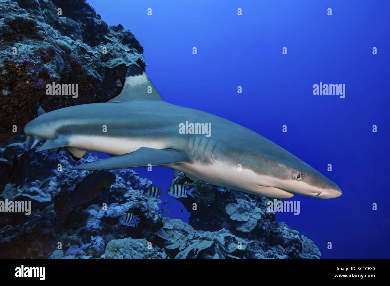 Underwater photo of blacktip reef shark (Carcharhinus melanopterus ...